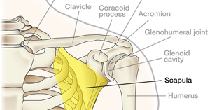 Shoulder Pain: Conditions and Treatment | The Hand Society