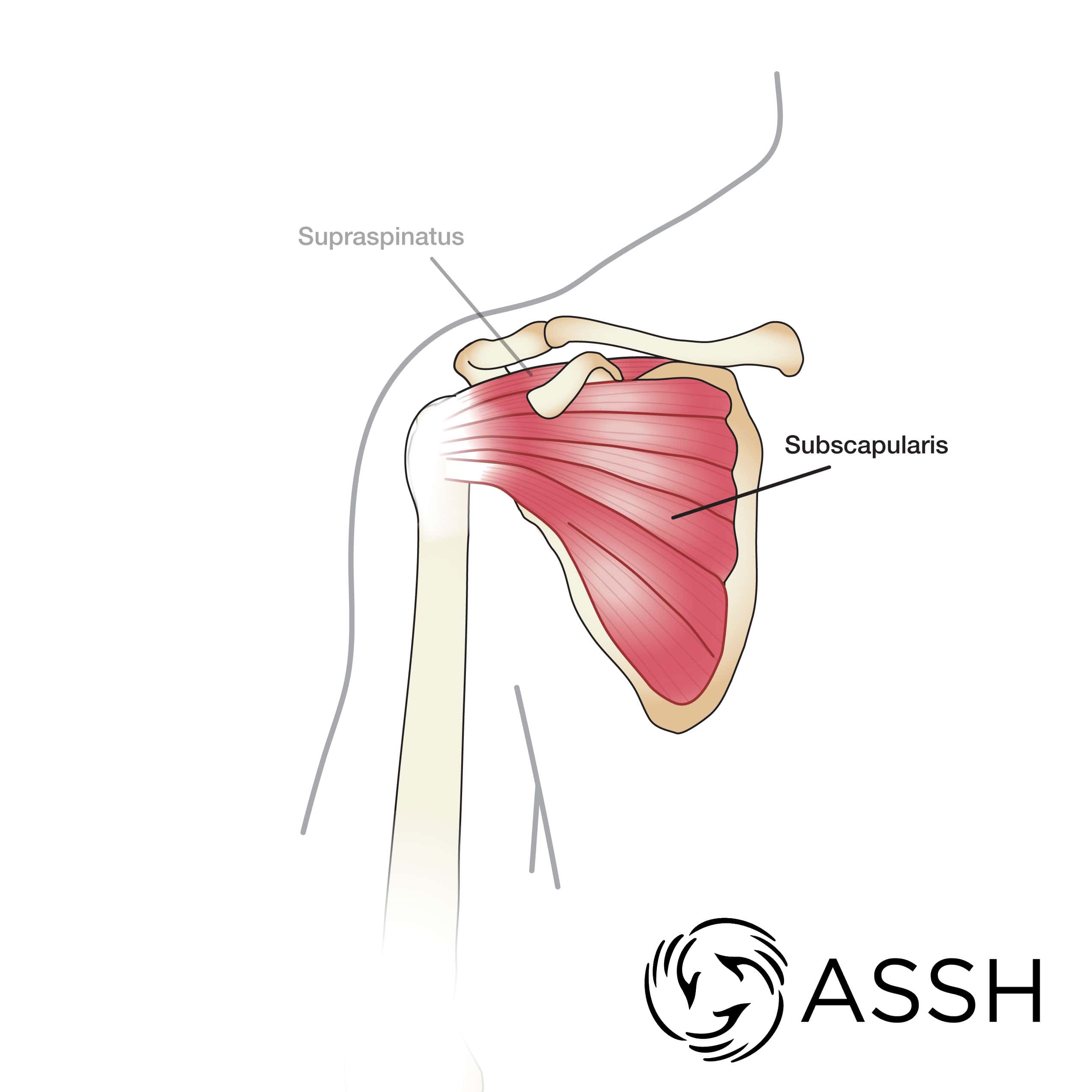 Body Anatomy: Upper Extremity Muscles | The Hand Society
