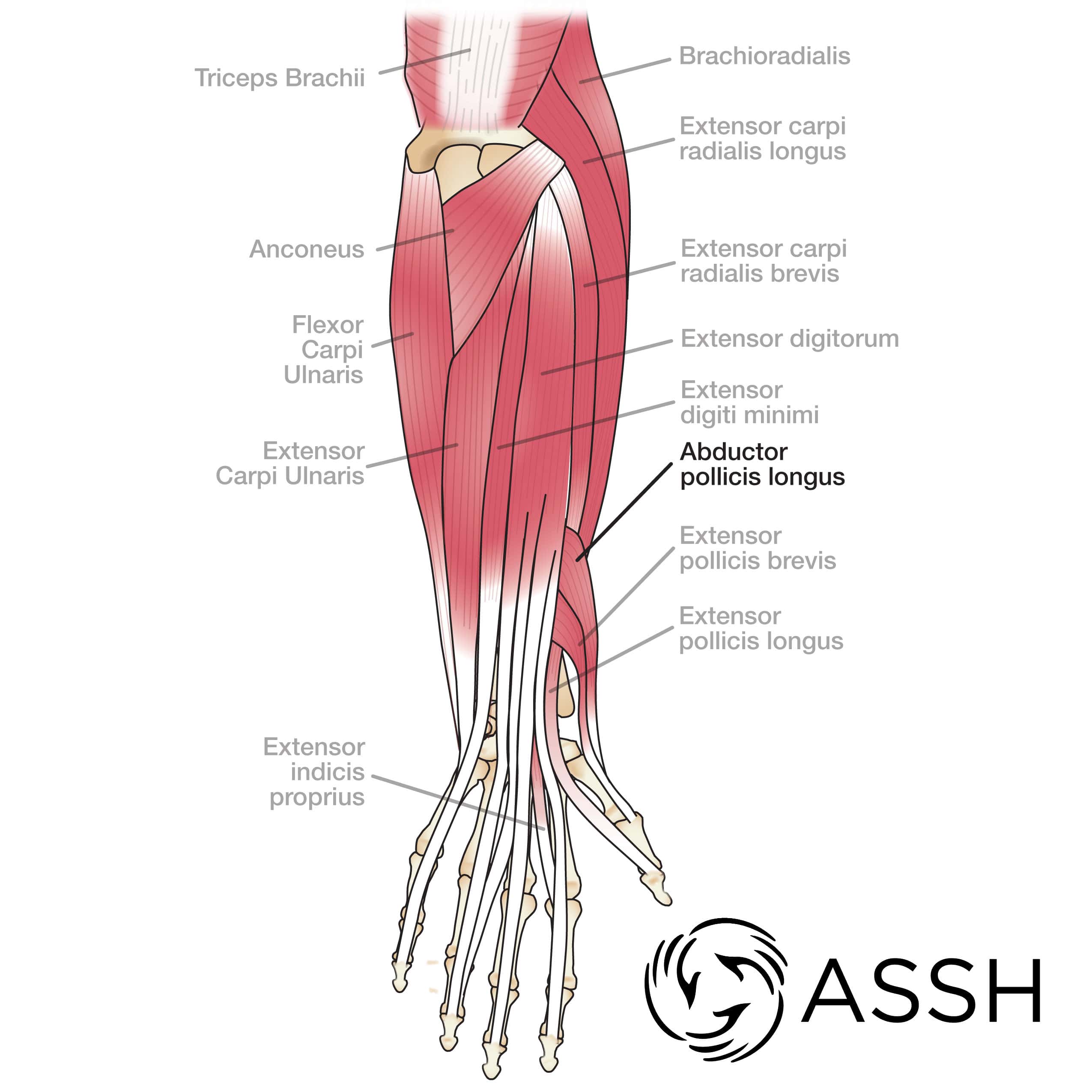 Body Anatomy: Upper Extremity Tendons | The Hand Society