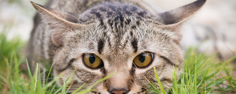 8 signs of an infected animal bite | The Hand Society