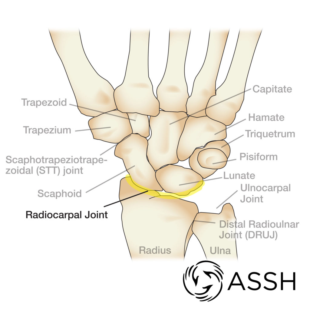 Anatomy 101: Wrist Joints | The Hand Society