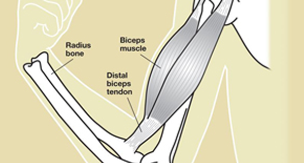 Anatomy 101: The Distal Biceps | The Hand Society