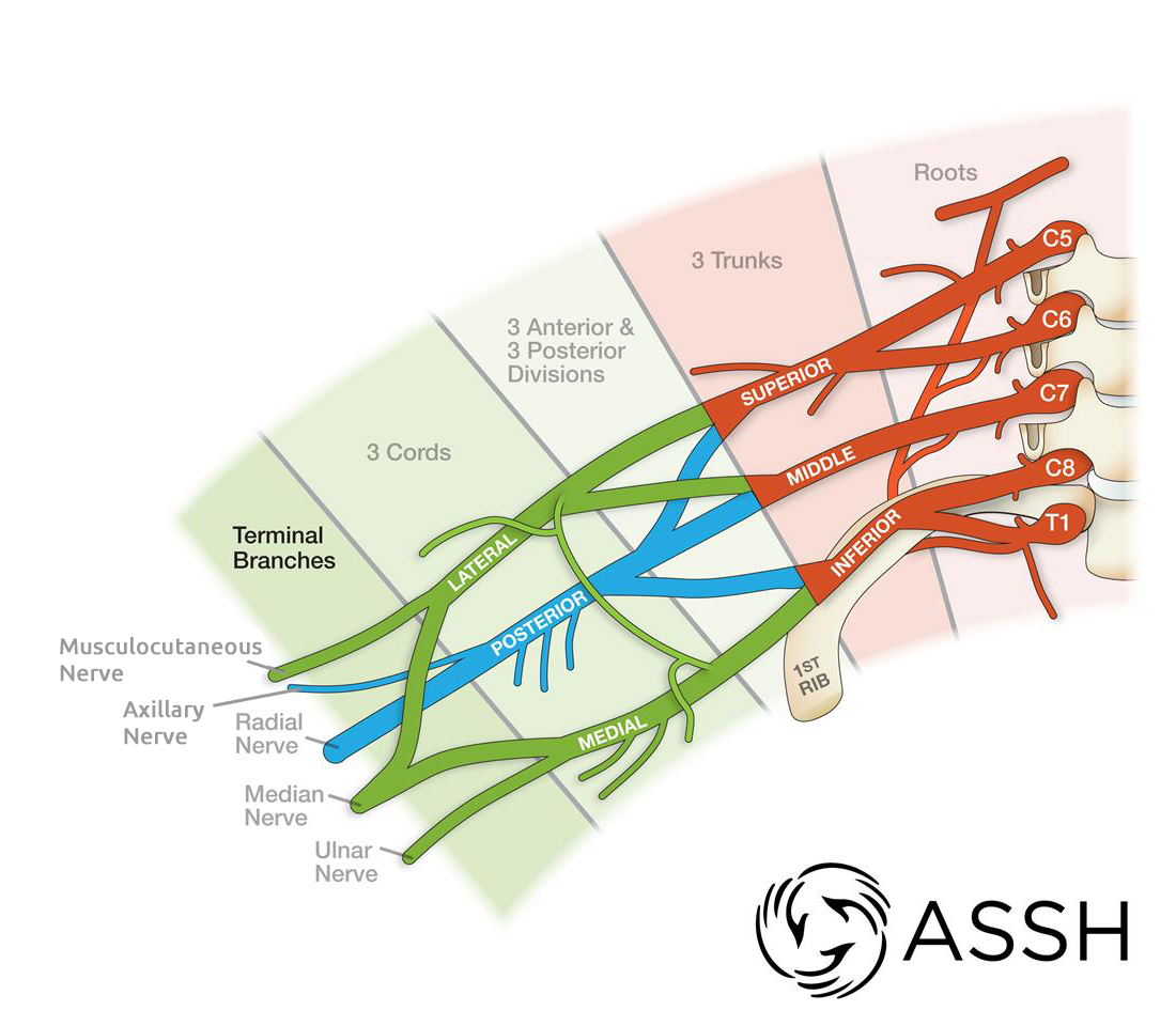 Anatomy 101: Brachial Plexus | The Hand Society